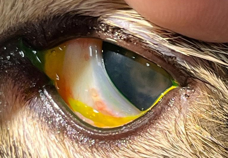 Conjunctivitis in dogs and cats – common pathogens and treatment