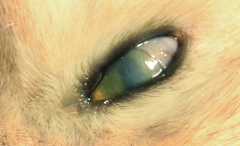 Conjunctivitis in dogs and cats – common pathogens and treatment