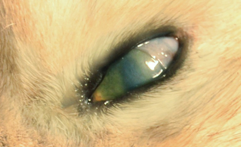 Conjunctivitis in dogs and cats – common pathogens and treatment