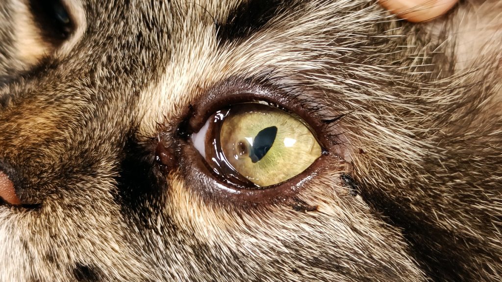 Conjunctivitis in dogs and cats – common pathogens and treatment