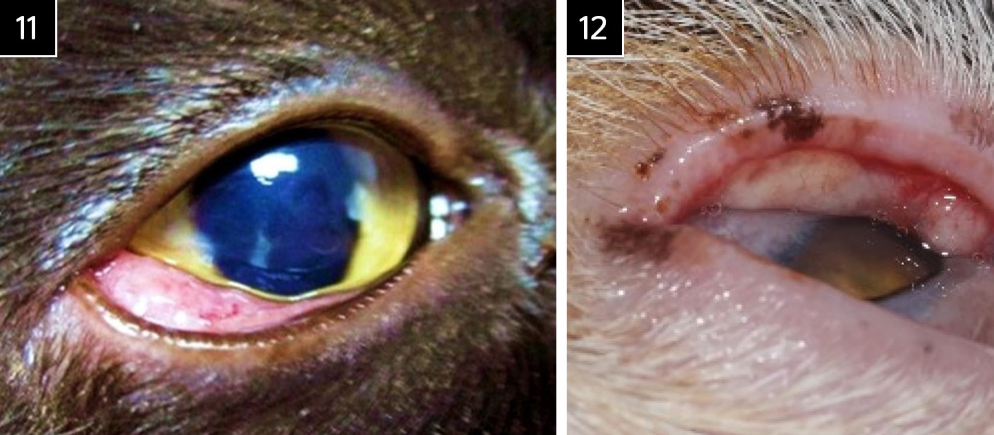 Conjunctivitis in dogs and cats – common pathogens and treatment