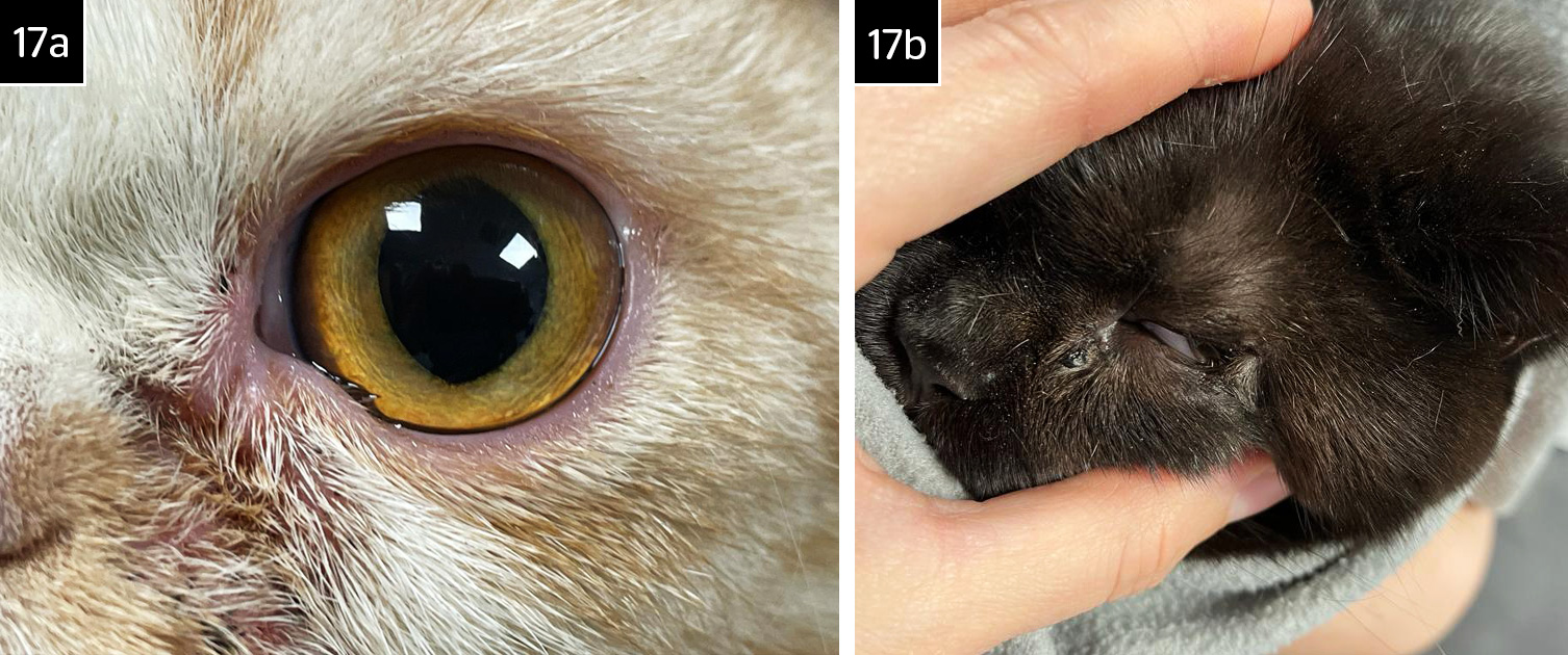 Conjunctivitis in dogs and cats – common pathogens and treatment