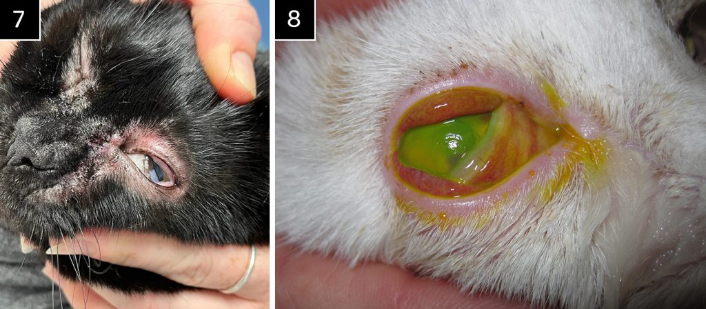 Conjunctivitis in dogs and cats – common pathogens and treatment