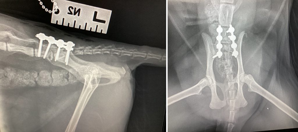 Abnormalities and injuries of the lumbosacral spine in cats