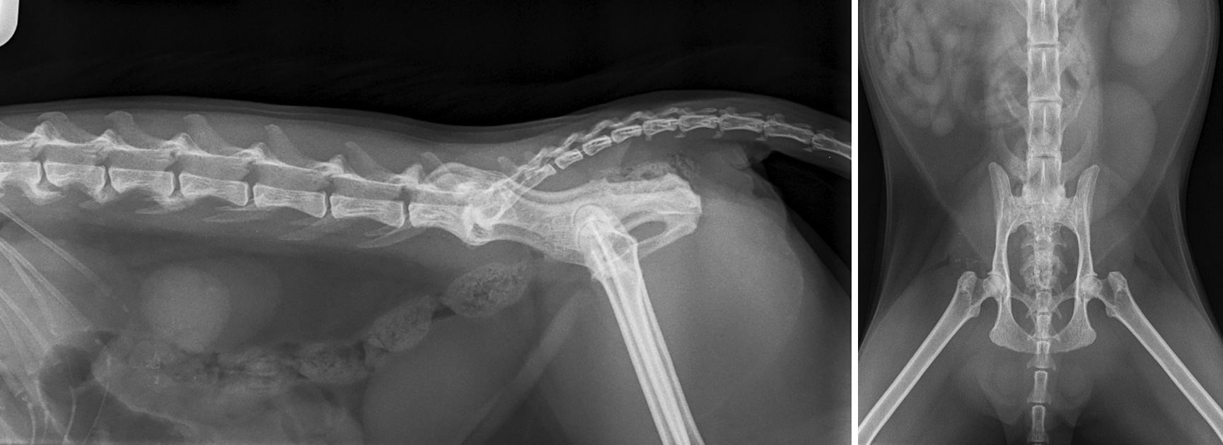 Vet Times: Latest Veterinary News, Jobs & Clinical Resources