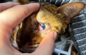 Conjunctivitis in dogs and cats – common pathogens and treatment