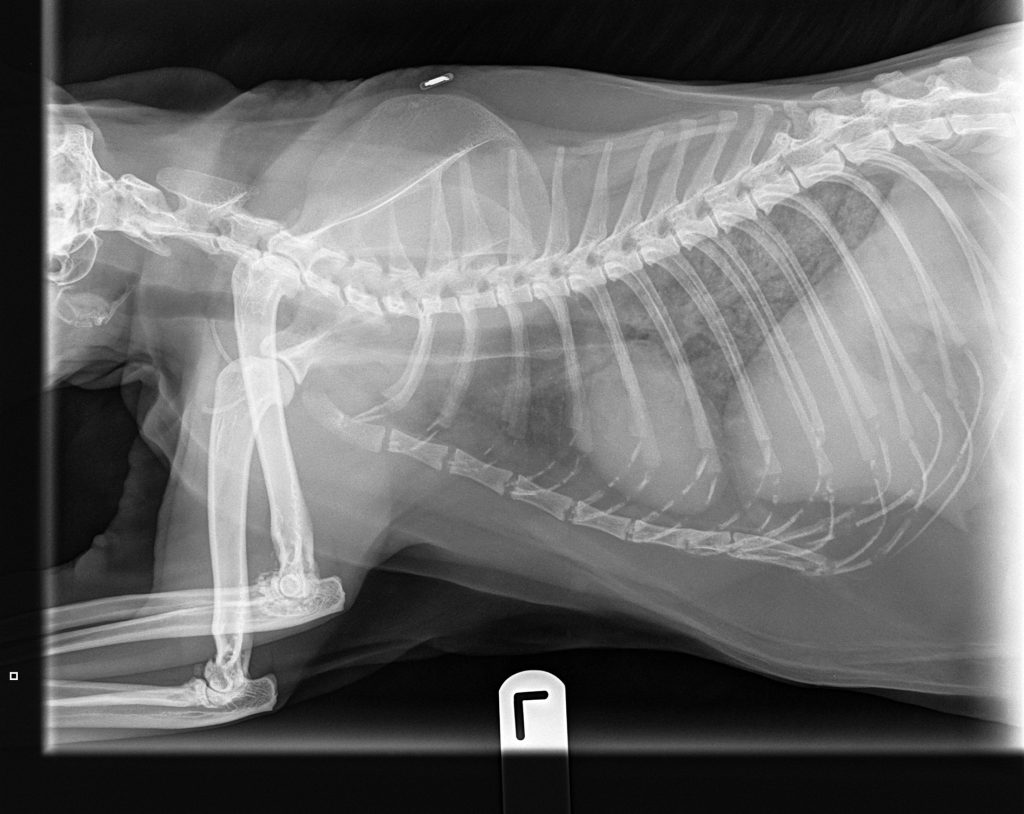 Growing mycobacterial infections in cats and dogs: the challenges