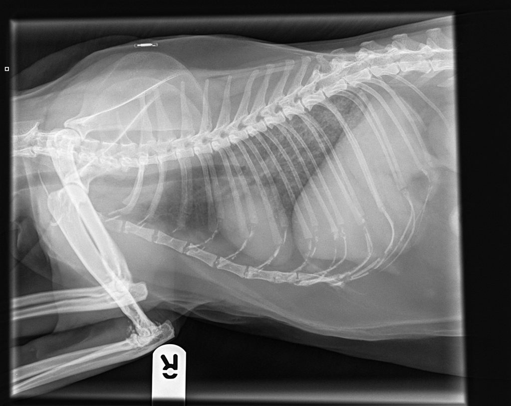 Growing mycobacterial infections in cats and dogs: the challenges