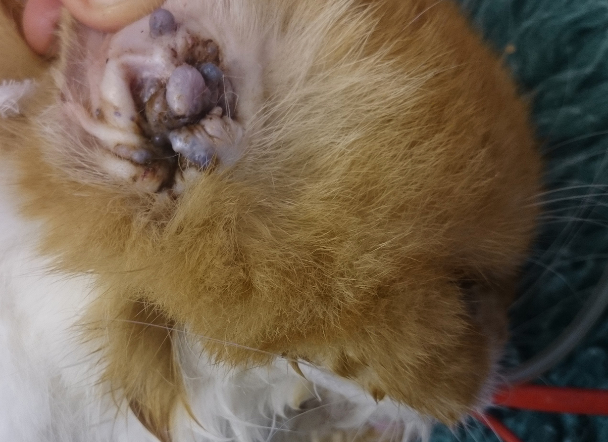 Vet Times: Latest Veterinary News, Jobs & Clinical Resources