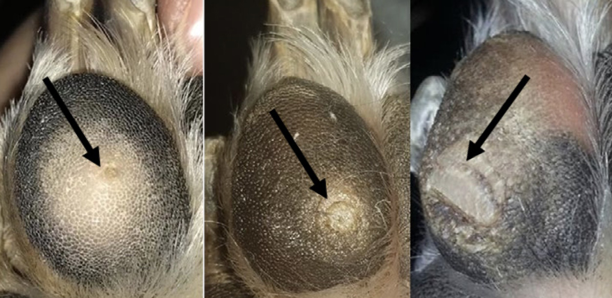 Digital pad corns in sighthounds – where are we now with treatment?