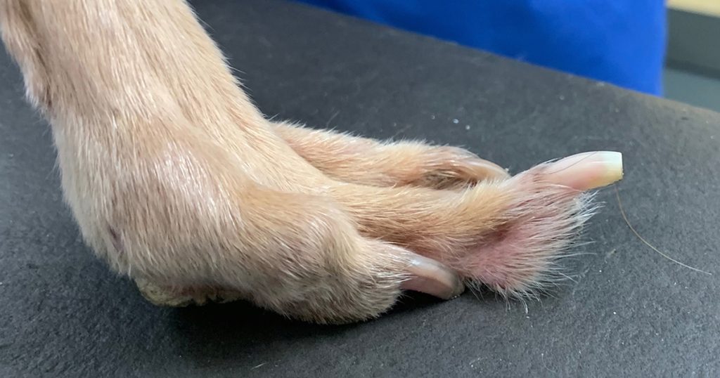 Digital pad corns in sighthounds – where are we now with treatment?