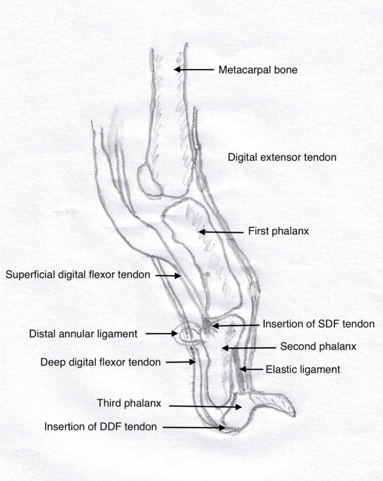 Digital pad corns in sighthounds – where are we now with treatment?