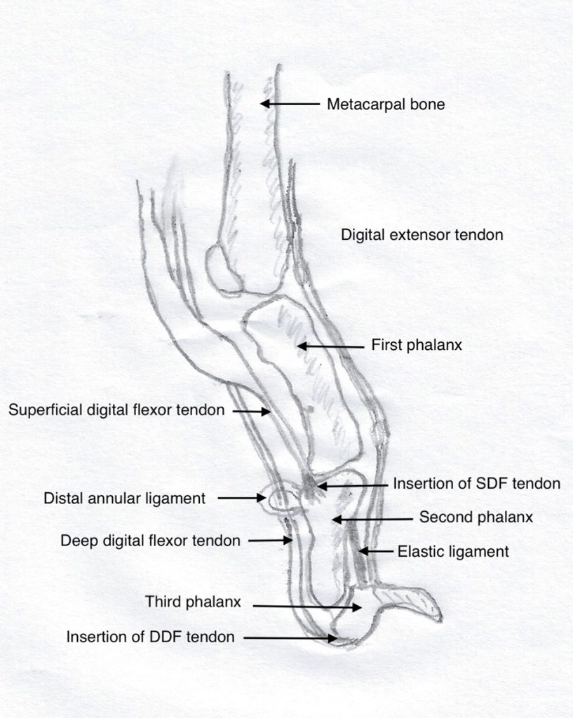 Digital pad corns in sighthounds – where are we now with treatment?