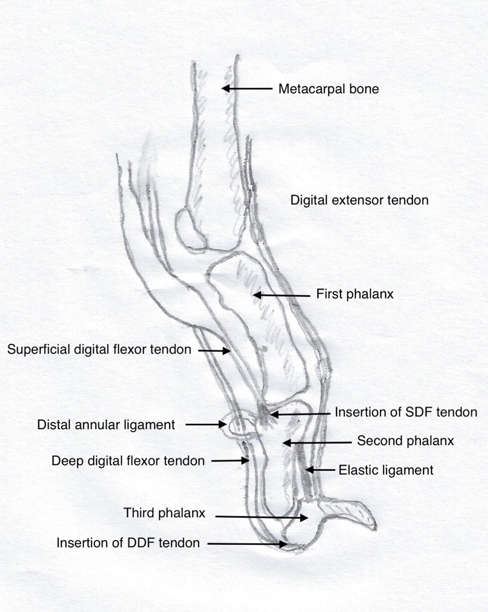 Digital pad corns in sighthounds – where are we now with treatment?
