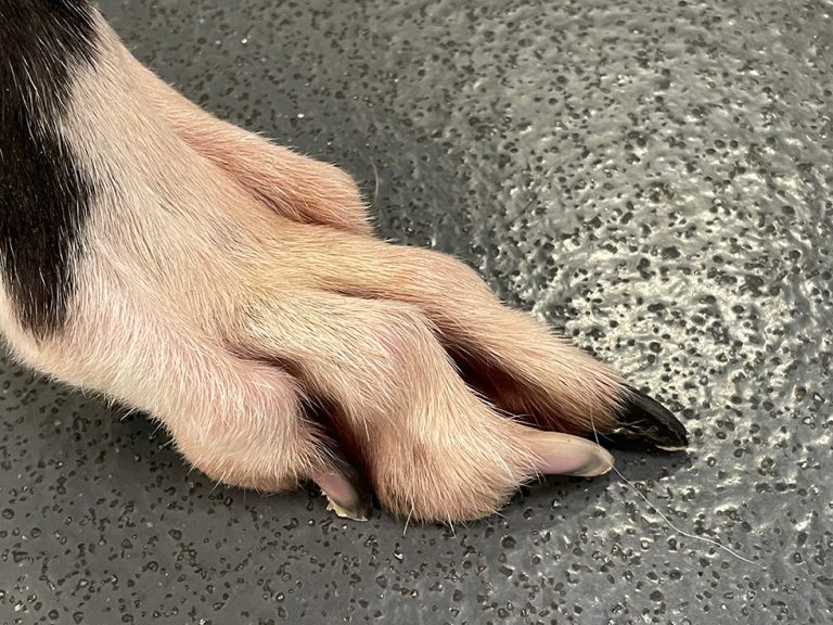 Digital pad corns in sighthounds – where are we now with treatment?