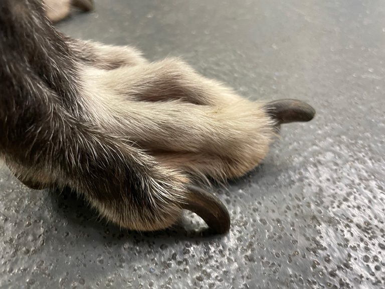 Digital pad corns in sighthounds – where are we now with treatment?