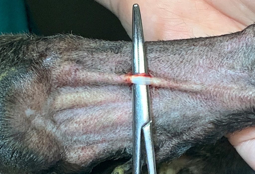 Digital pad corns in sighthounds – where are we now with treatment?