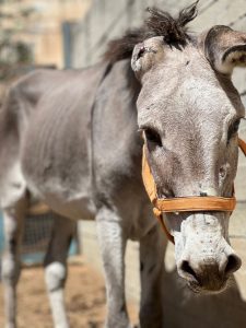 Safe Haven for Donkeys – a charity of three halves