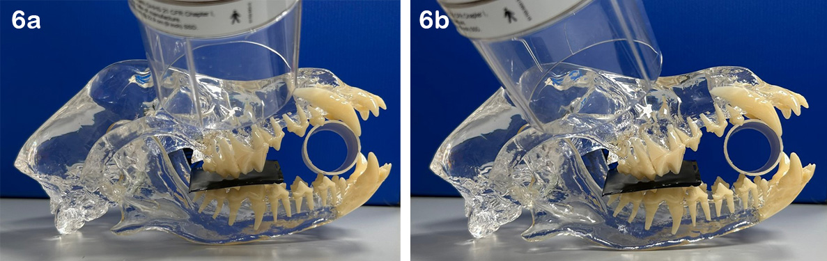 Dental radiography made easy
