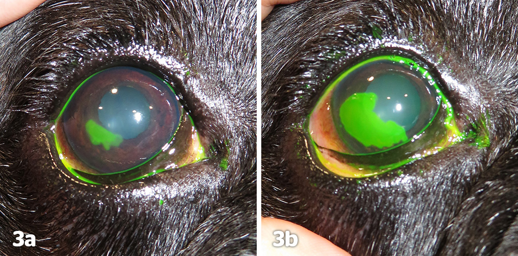 Corneal ulcers update in canine and feline pets