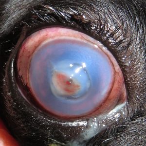 Corneal ulcers update in canine and feline pets