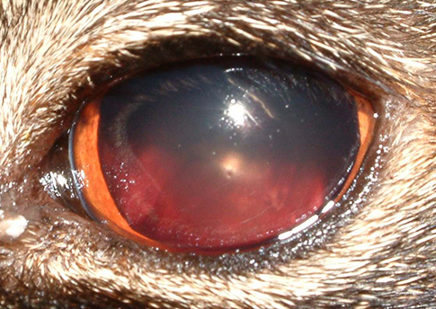 Feline hypertension – latest on diagnostics and treatment