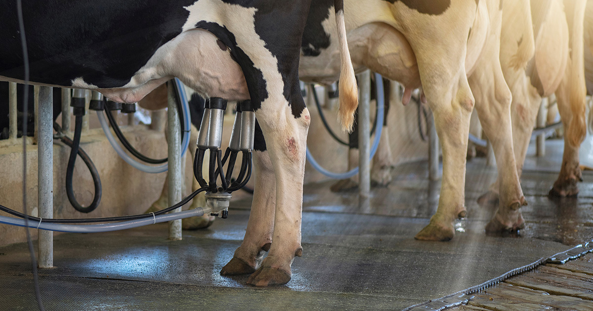 Mastitis: latest research, treatments and prevention