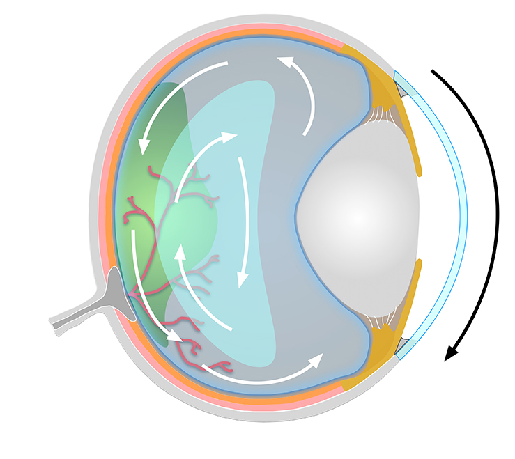 Canine retinal reattachment surgery – restoring vision