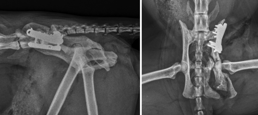 Pelvic canal widening using digital tomosynthesis in cats