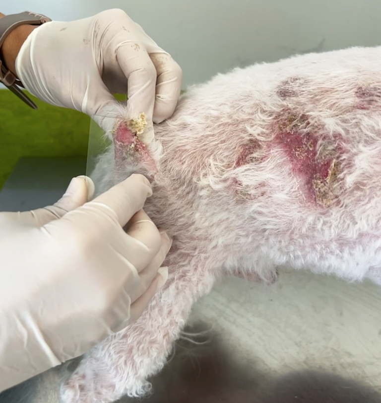 Otitis externa – treating and managing a painful condition