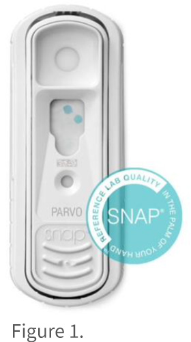 Fighting to save Rocky – kitten with pancytopenia