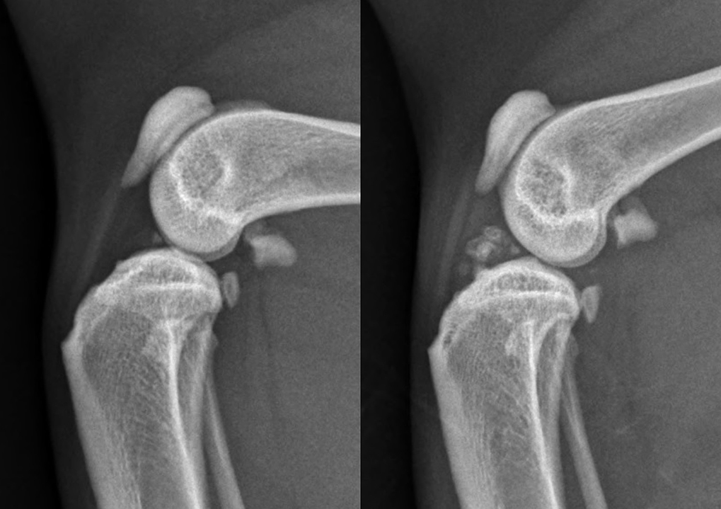 Common feline orthopaedic conditions beyond OA cases
