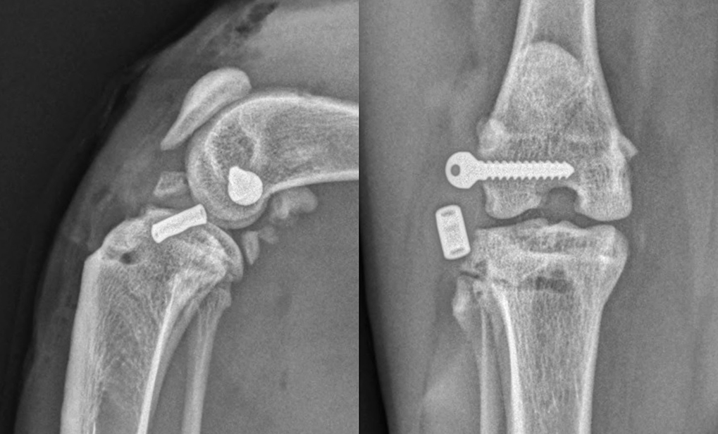 Common feline orthopaedic conditions beyond OA cases