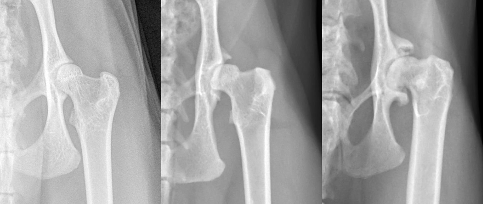 Common feline orthopaedic conditions beyond OA cases