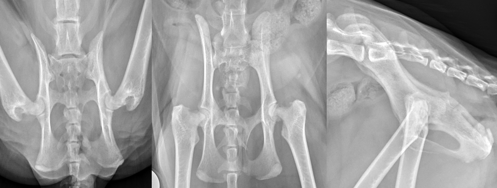 Common feline orthopaedic conditions beyond OA cases