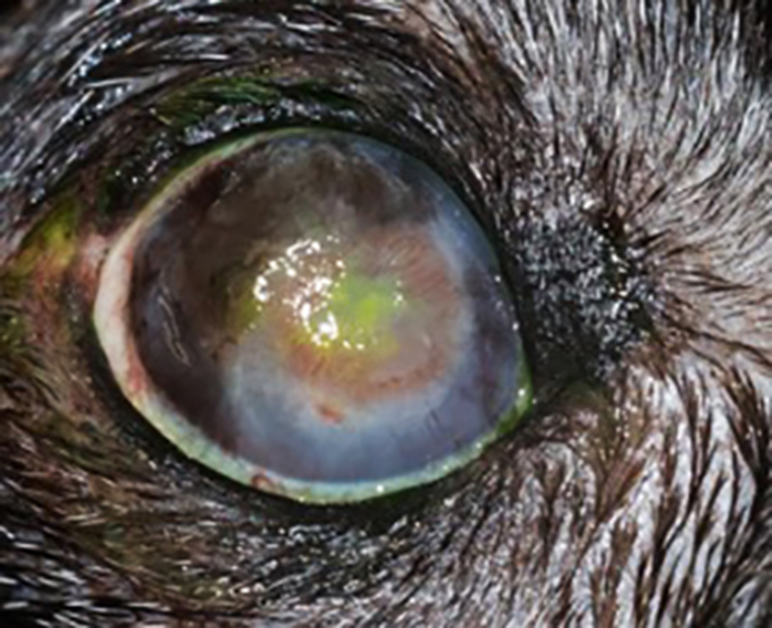 Corneal ulcers in dogs