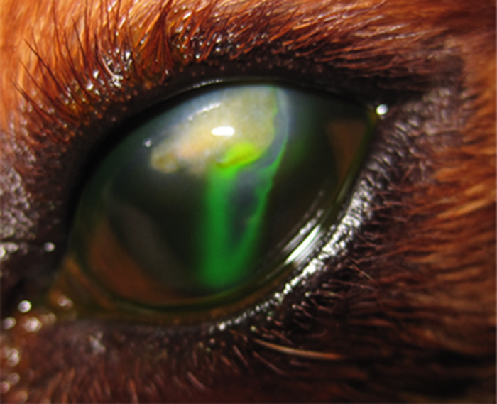 Corneal ulcers in dogs
