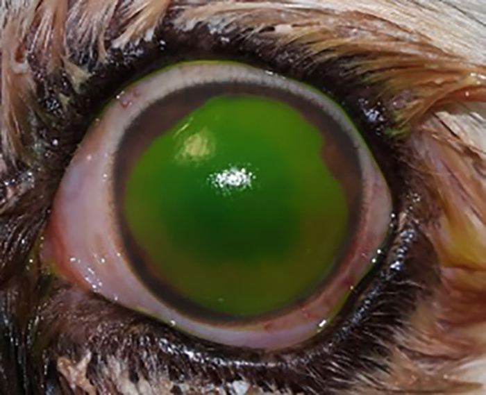 Corneal ulcers in dogs