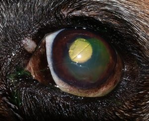 Corneal ulcers in dogs