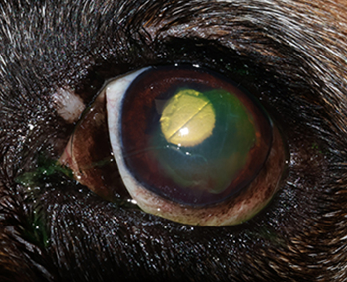 Corneal ulcers in dogs