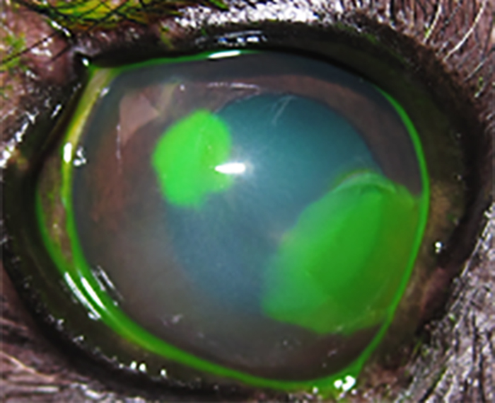 Corneal ulcers in dogs