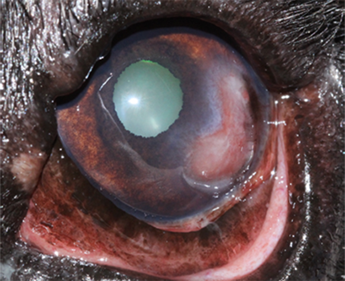 Corneal ulcers in dogs