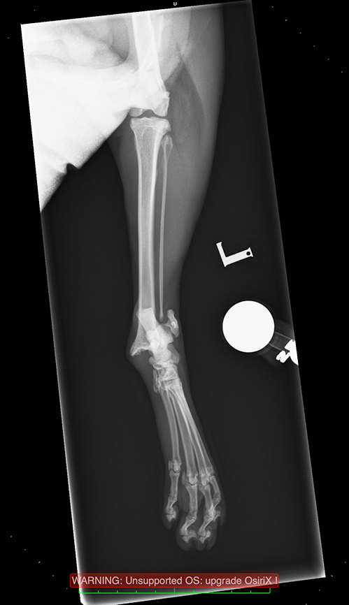 Orthopaedics: focusing on feline hock injuries