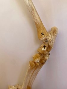 Orthopaedics: focusing on feline hock injuries