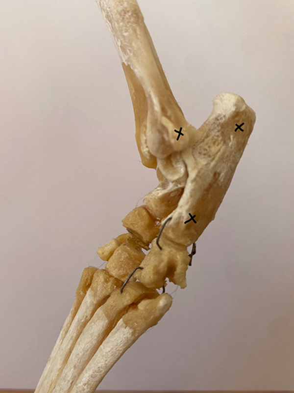 Orthopaedics: focusing on feline hock injuries