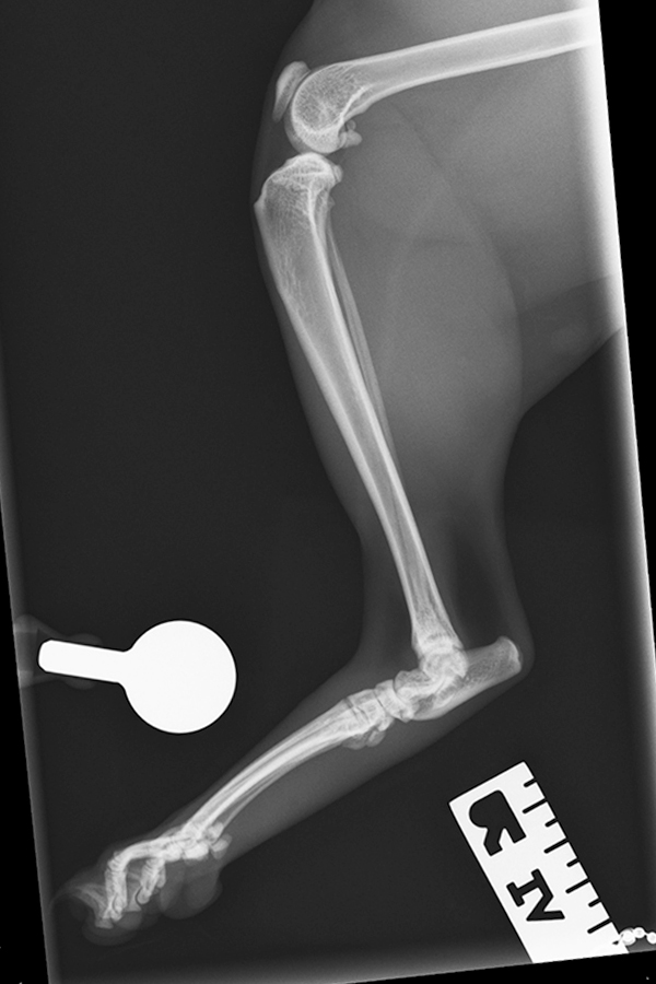 Orthopaedics: focusing on feline hock injuries