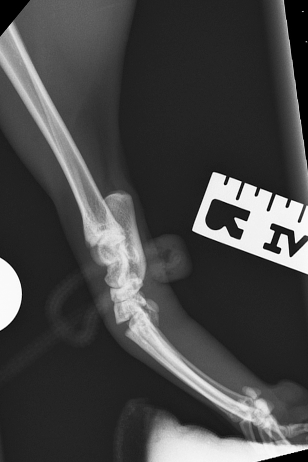 Orthopaedics: focusing on feline hock injuries