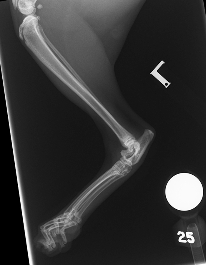 Orthopaedics: focusing on feline hock injuries