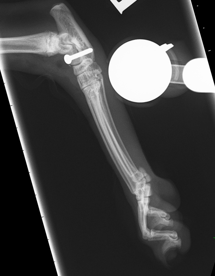 Orthopaedics: focusing on feline hock injuries