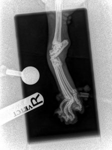Orthopaedics: focusing on feline hock injuries